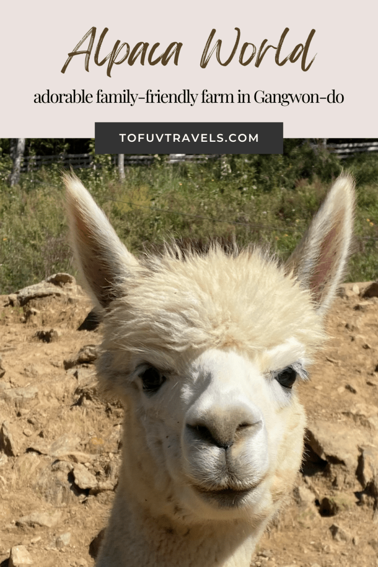 Alpaca World: adorable family-friendly farm in Gangwon-do - Tofu V Travels