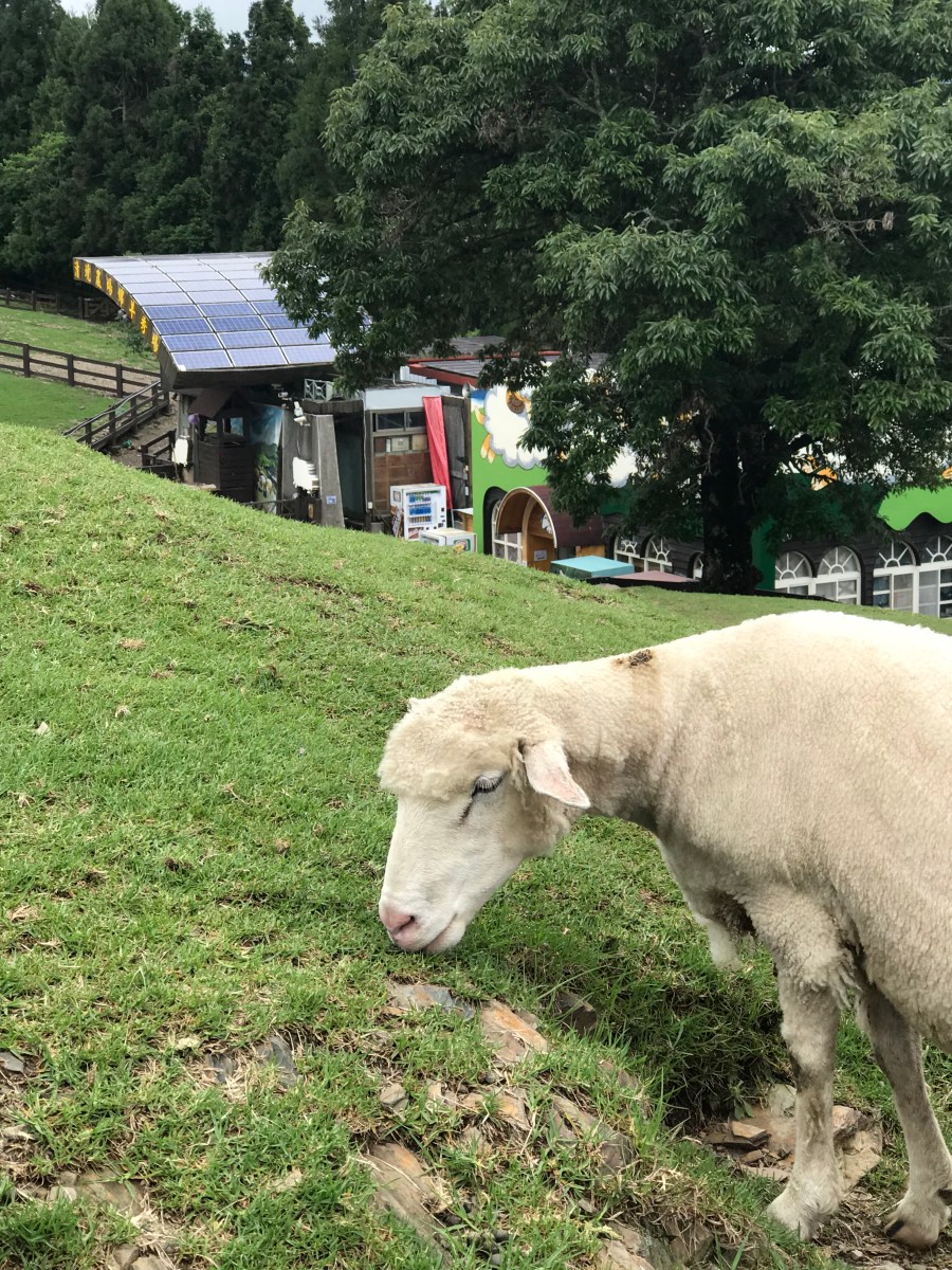 Qingjing Farm 清境農場: scenic family-friendly animal farm in Nantou - Tofu ...
